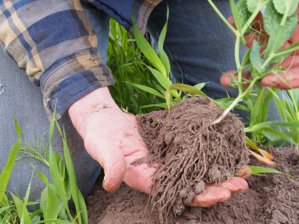 NLG Mix Groenbemesters (fijn en grof) - NLG Holland